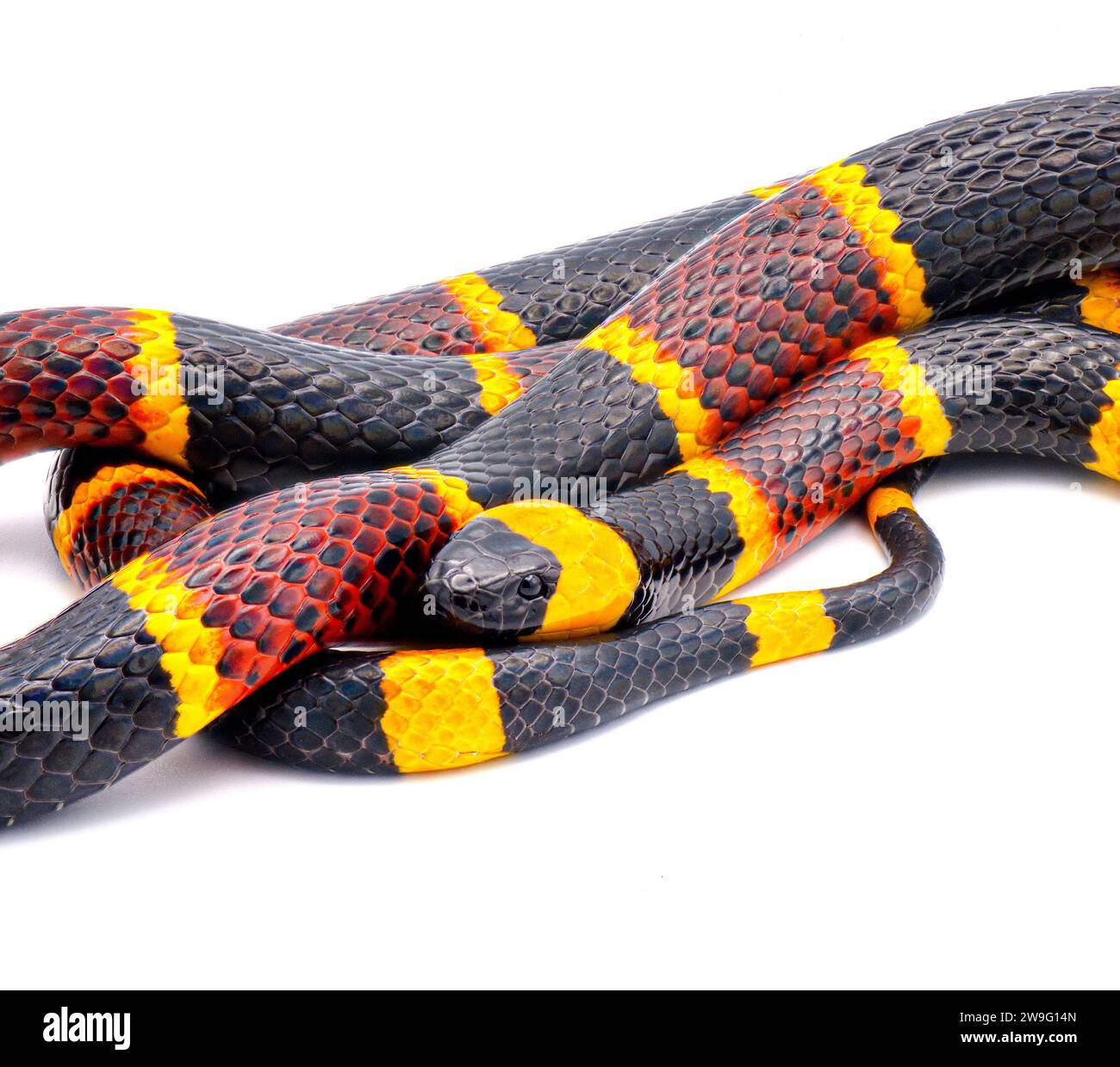 Venomous Eastern coral snake - Micrurus fulvius - close up macro of ...