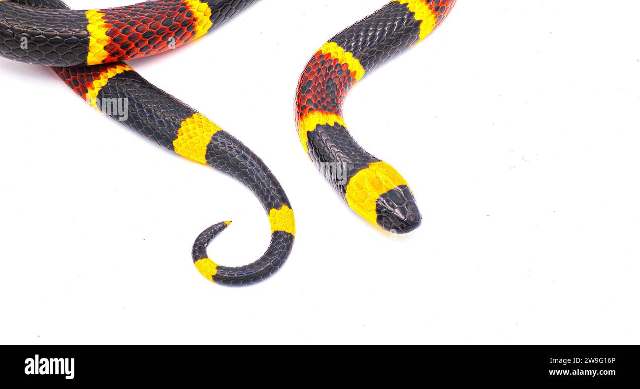 Venomous Eastern coral snake - Micrurus fulvius - close up macro of ...