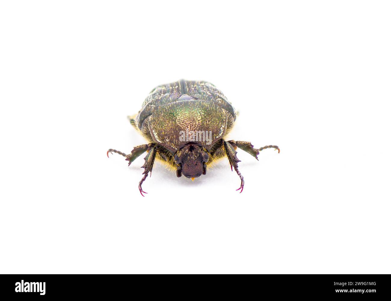 dark flower scarab - Euphoria sepulcralis Fabricius - is a common, day ...