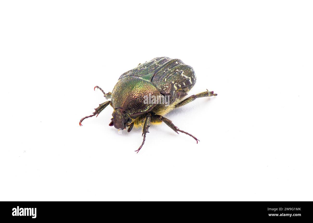 dark flower scarab - Euphoria sepulcralis Fabricius - is a common, day ...