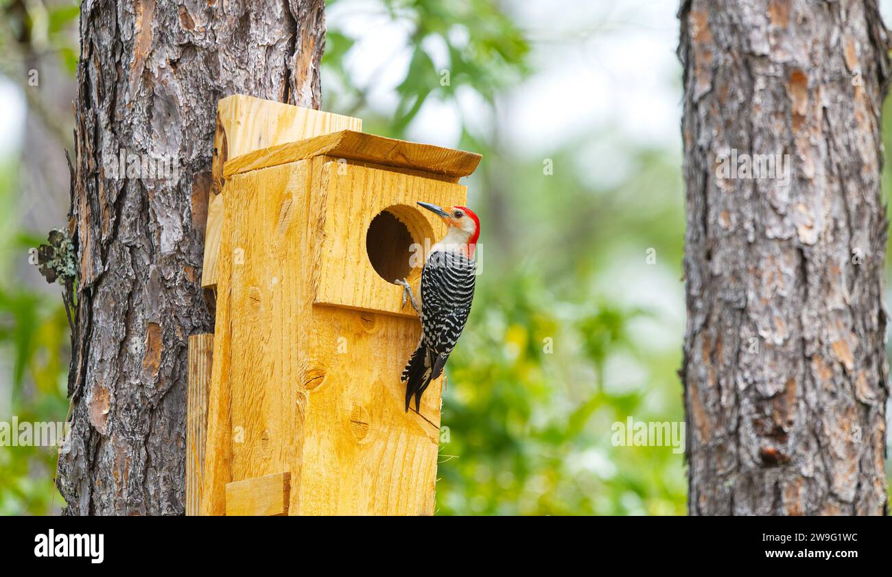 Red bellied woodpecker - Melanerpes carolinus - poking out of a man ...
