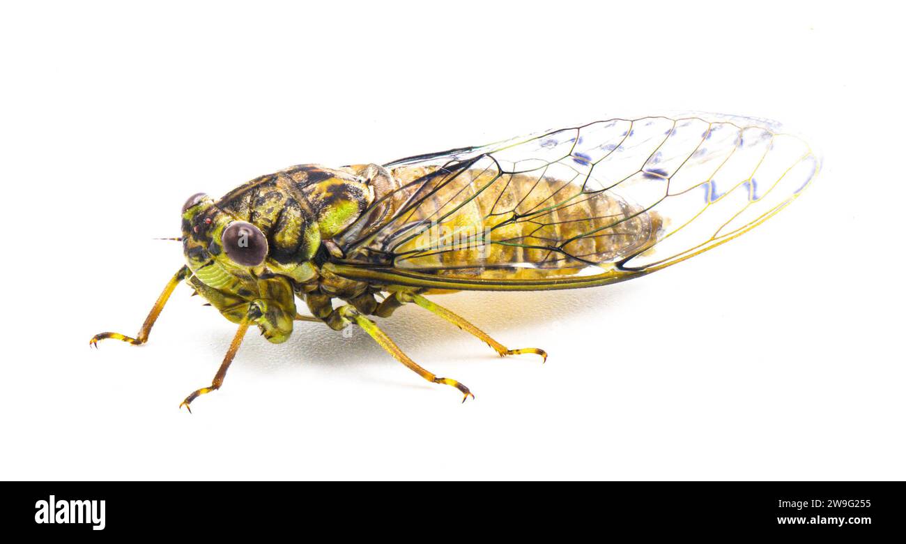 Green, grey and brown hieroglyphic cicada fly - Neocicada hieroglyphica ...