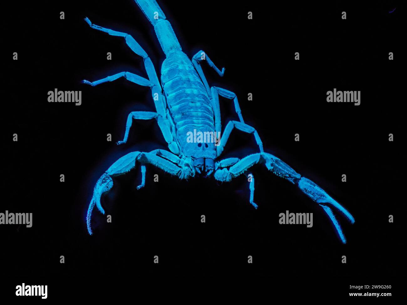 Wild adult Hentz Striped bark Scorpion - Centruroides hentzi - UV ...