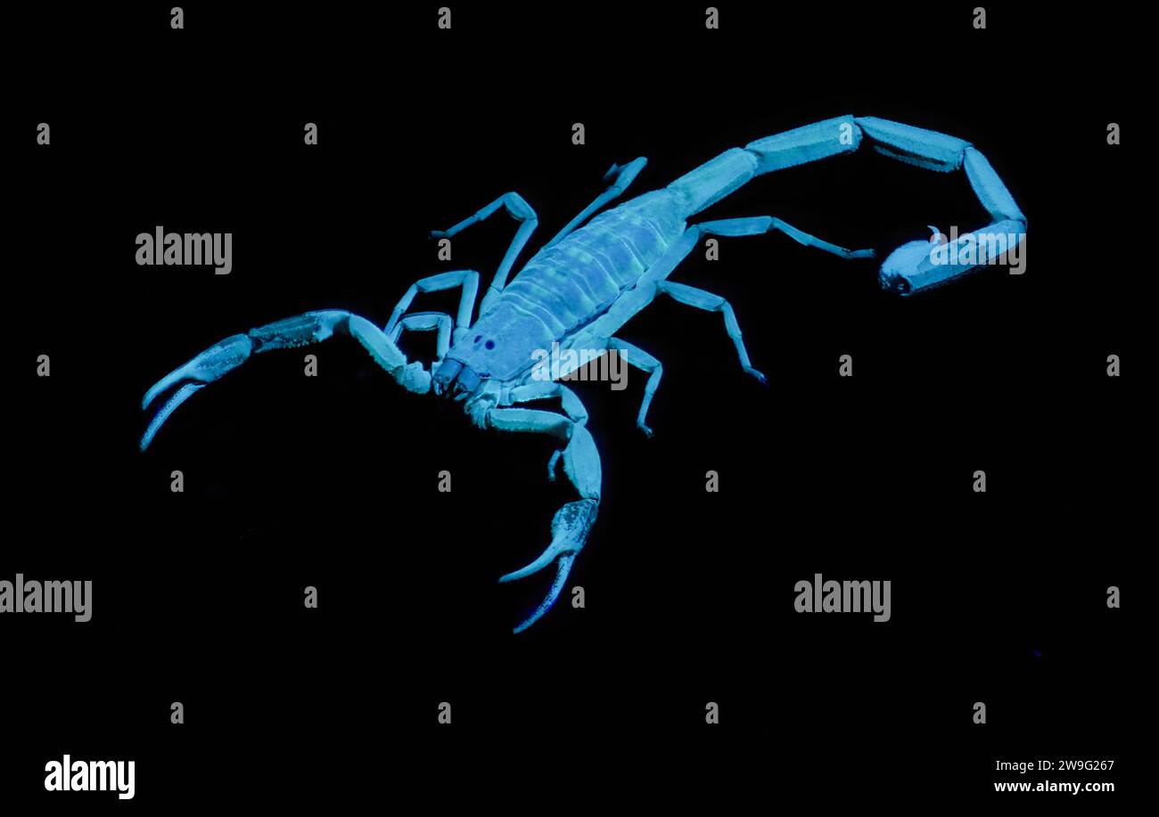 Wild adult Hentz Striped bark Scorpion - Centruroides hentzi - UV ...