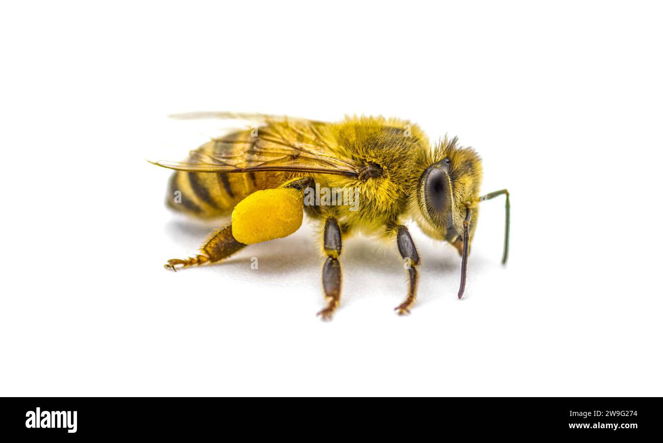 Side beehive Cut Out Stock Images & Pictures - Alamy