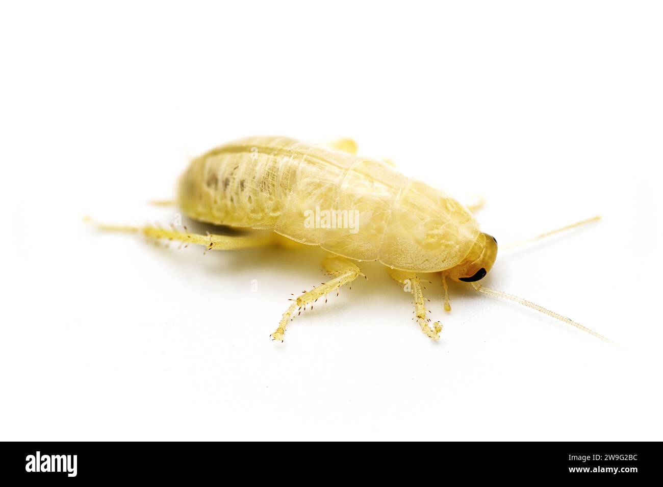 Florida woods cockroach - Eurycotis floridana - It is often referred to ...