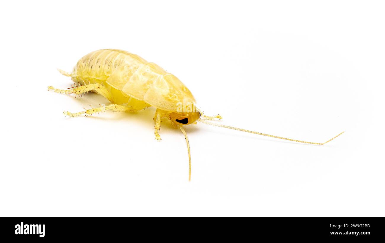 Florida wood cockroach - Eurycotis floridana - It is often referred to ...