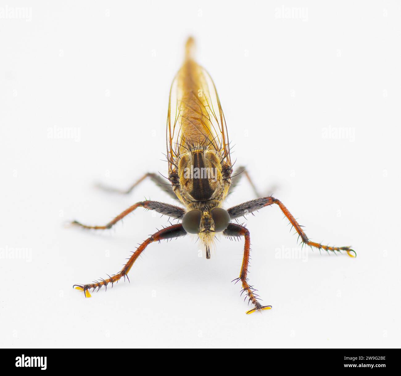 Scary red eyes Cut Out Stock Images & Pictures - Alamy