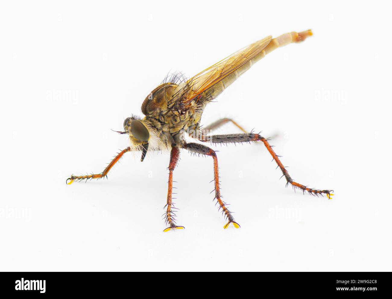 Robber fly Isolated on white background - Proctacanthus brevipennis ...
