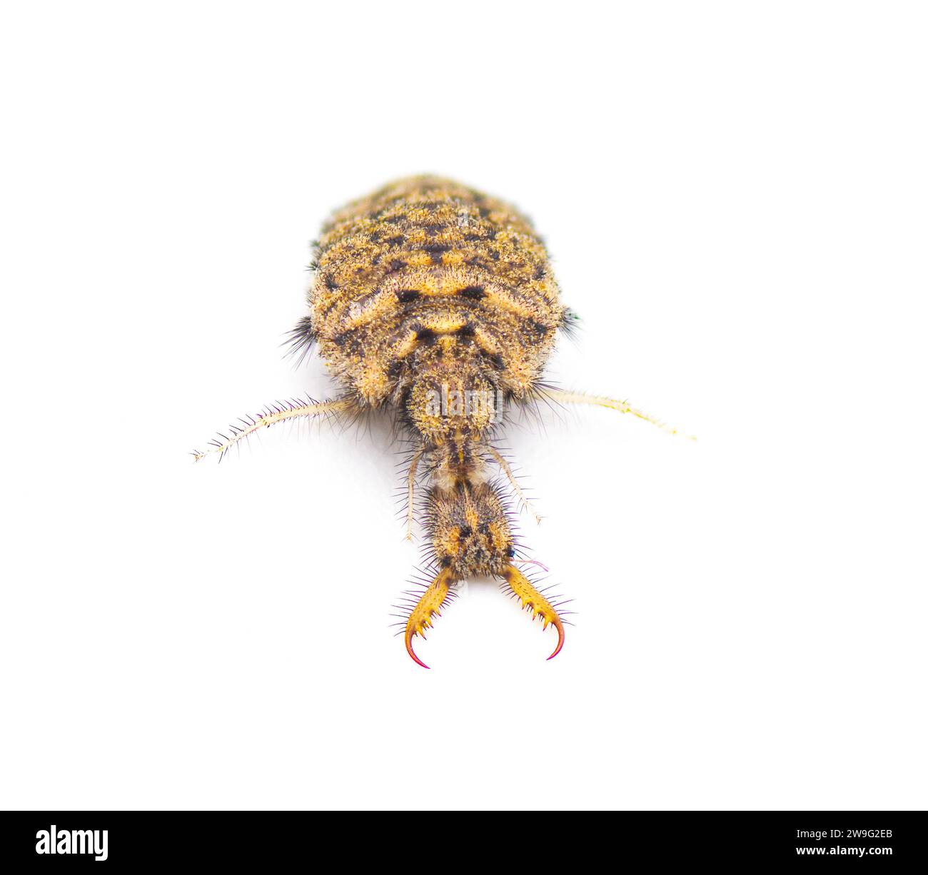 ant lion - larval form possibly myrmeleon immaculatus - close up macro ...