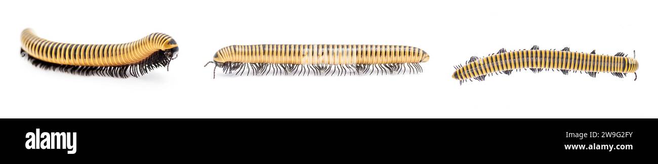 Black diplopoda arthropod hi-res stock photography and images - Alamy