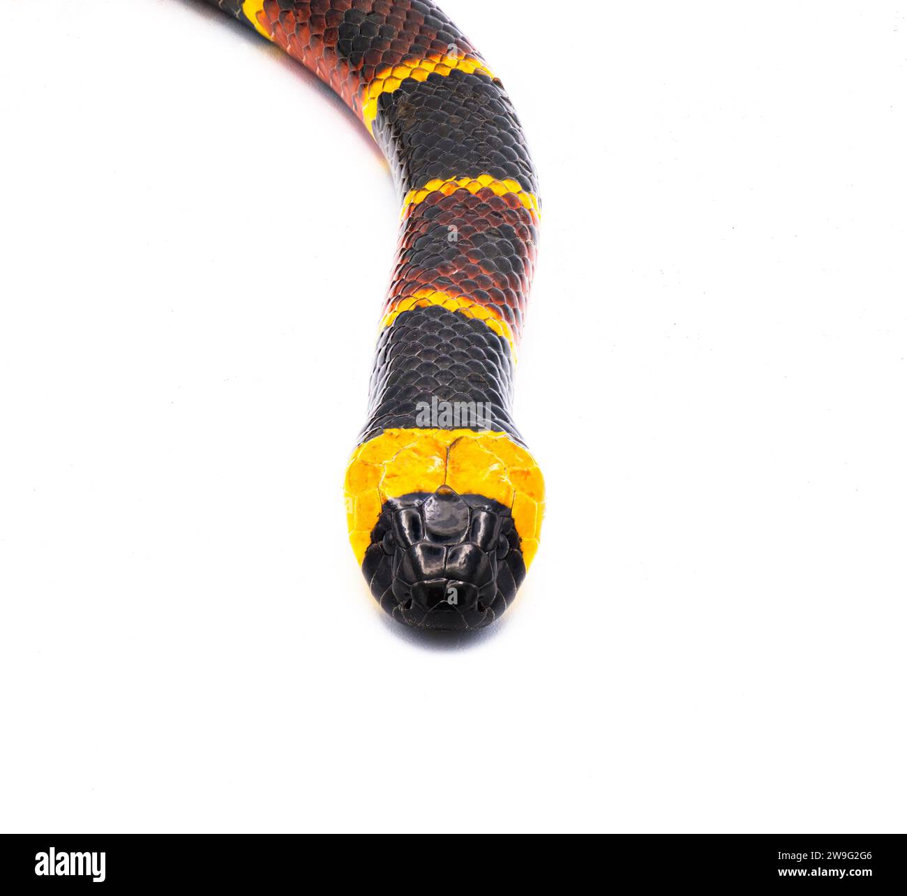 Venomous Eastern coral snake - Micrurus fulvius - close up macro of ...