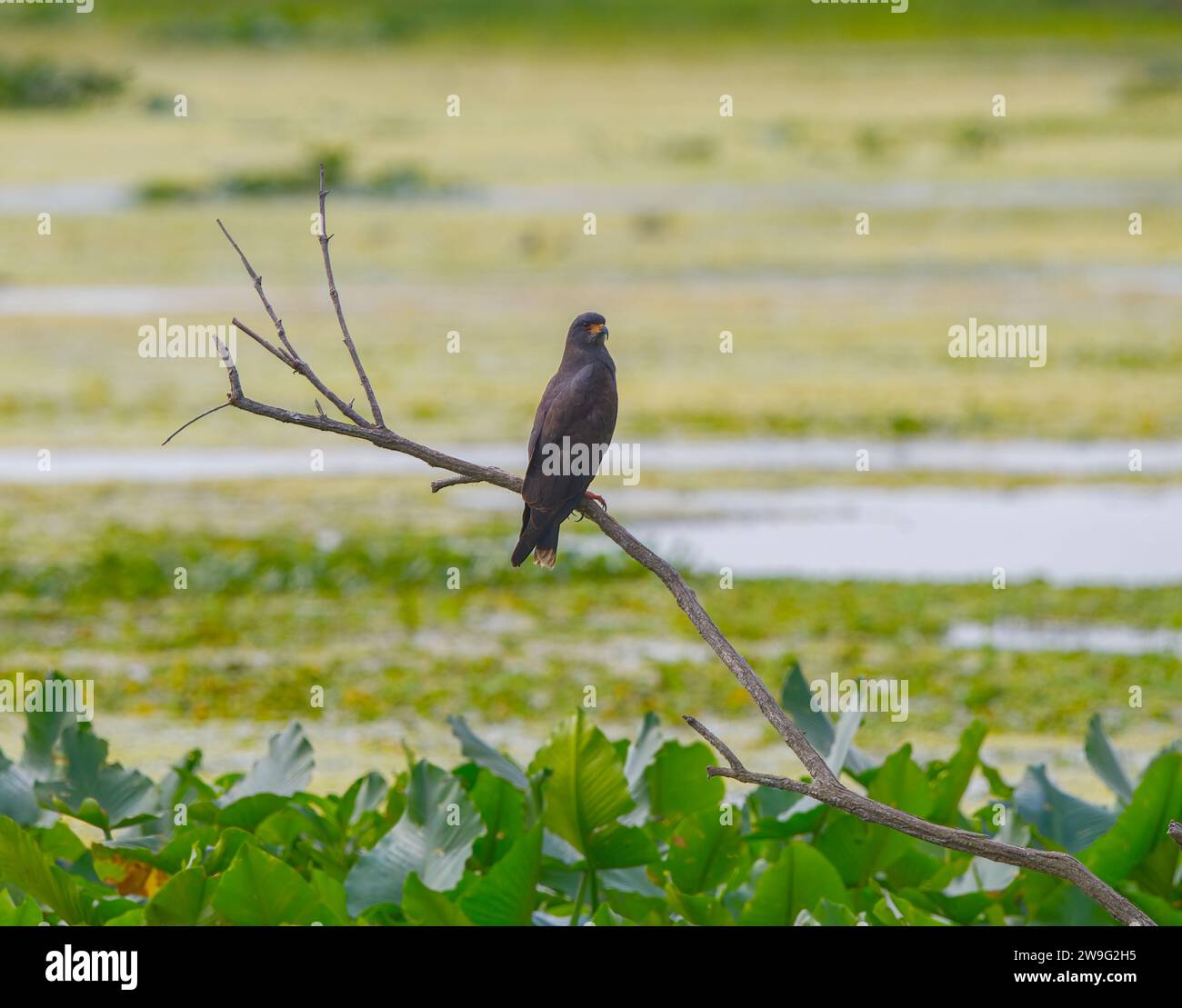 male snail kite - Rostrhamus sociabilis plumbeus - perched on dry dead ...