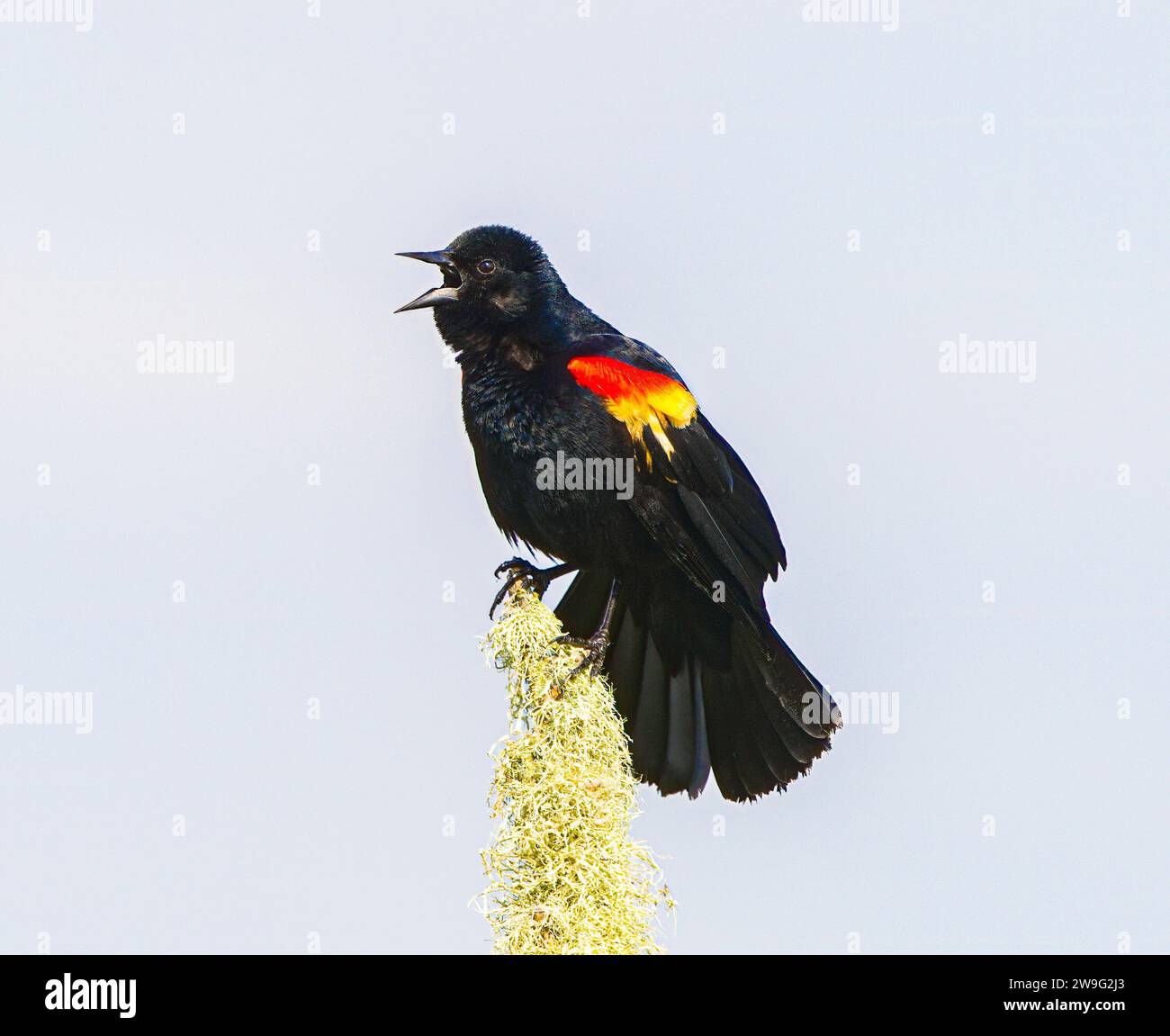 male red winged black bird - Agelaius phoeniceus - mouth open ...