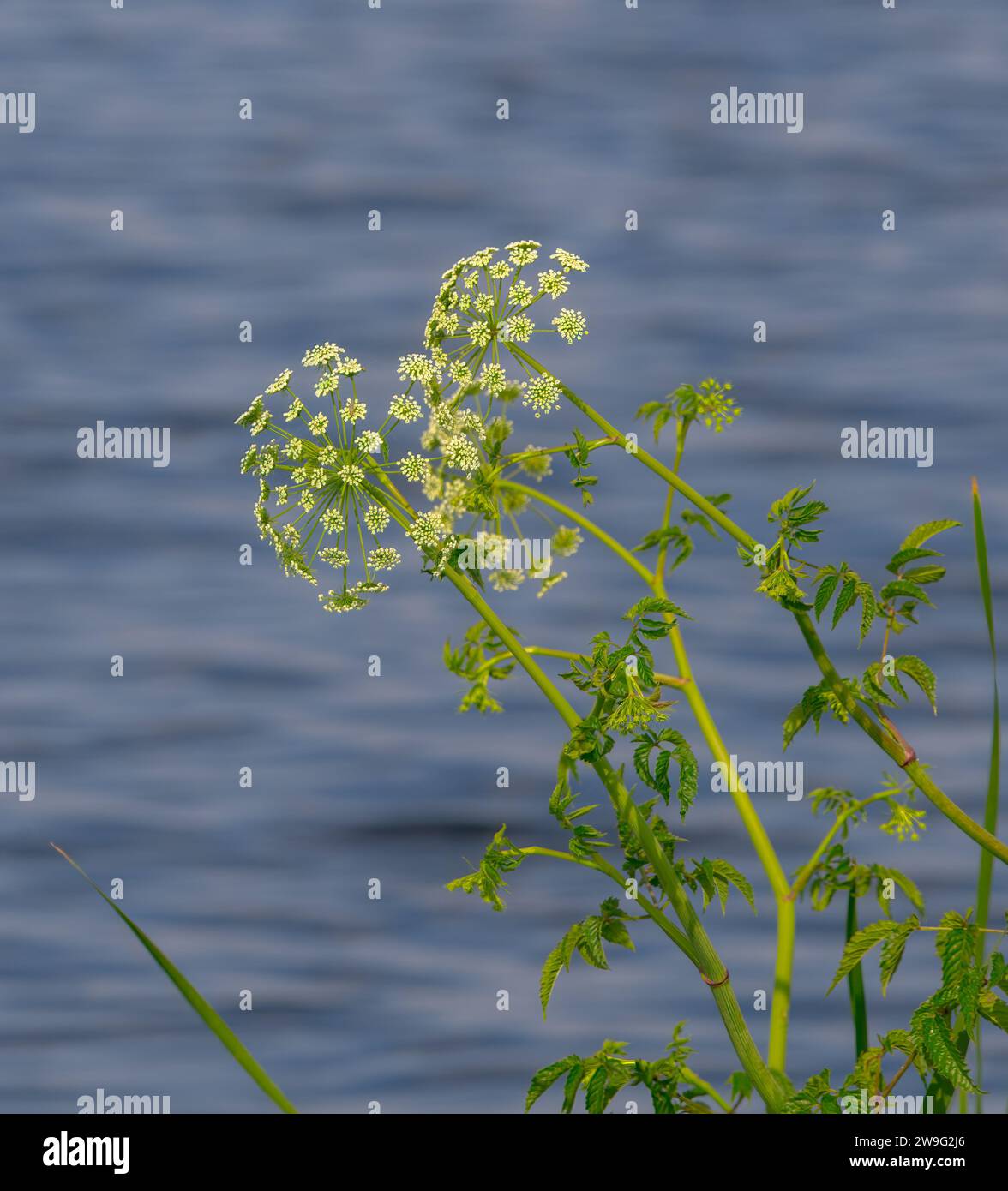 water hemlock - Cicuta maculata - in bloom, flower, blossom with blue ...