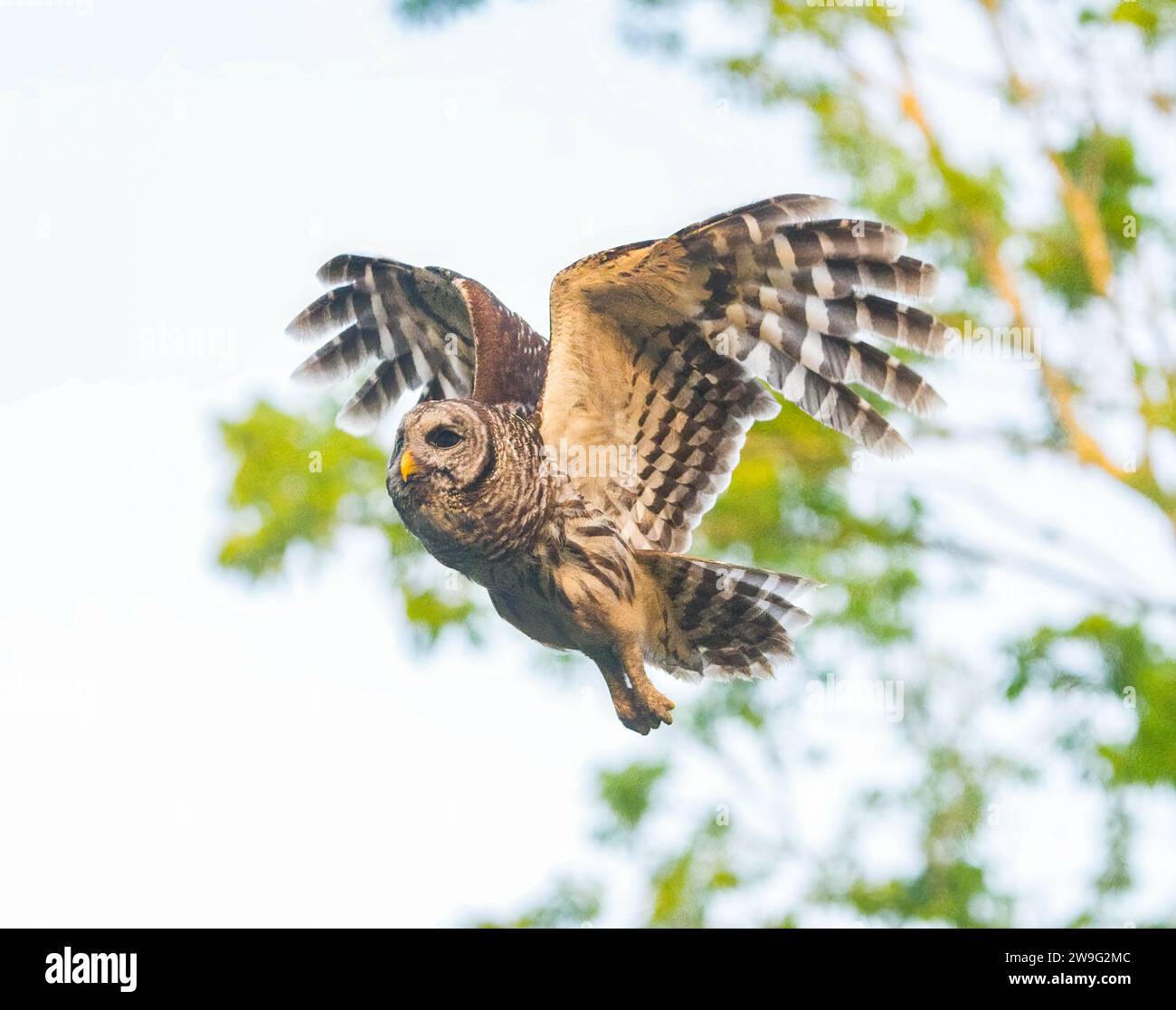 Barred owl - Strix varia - flying between trees with sky background ...