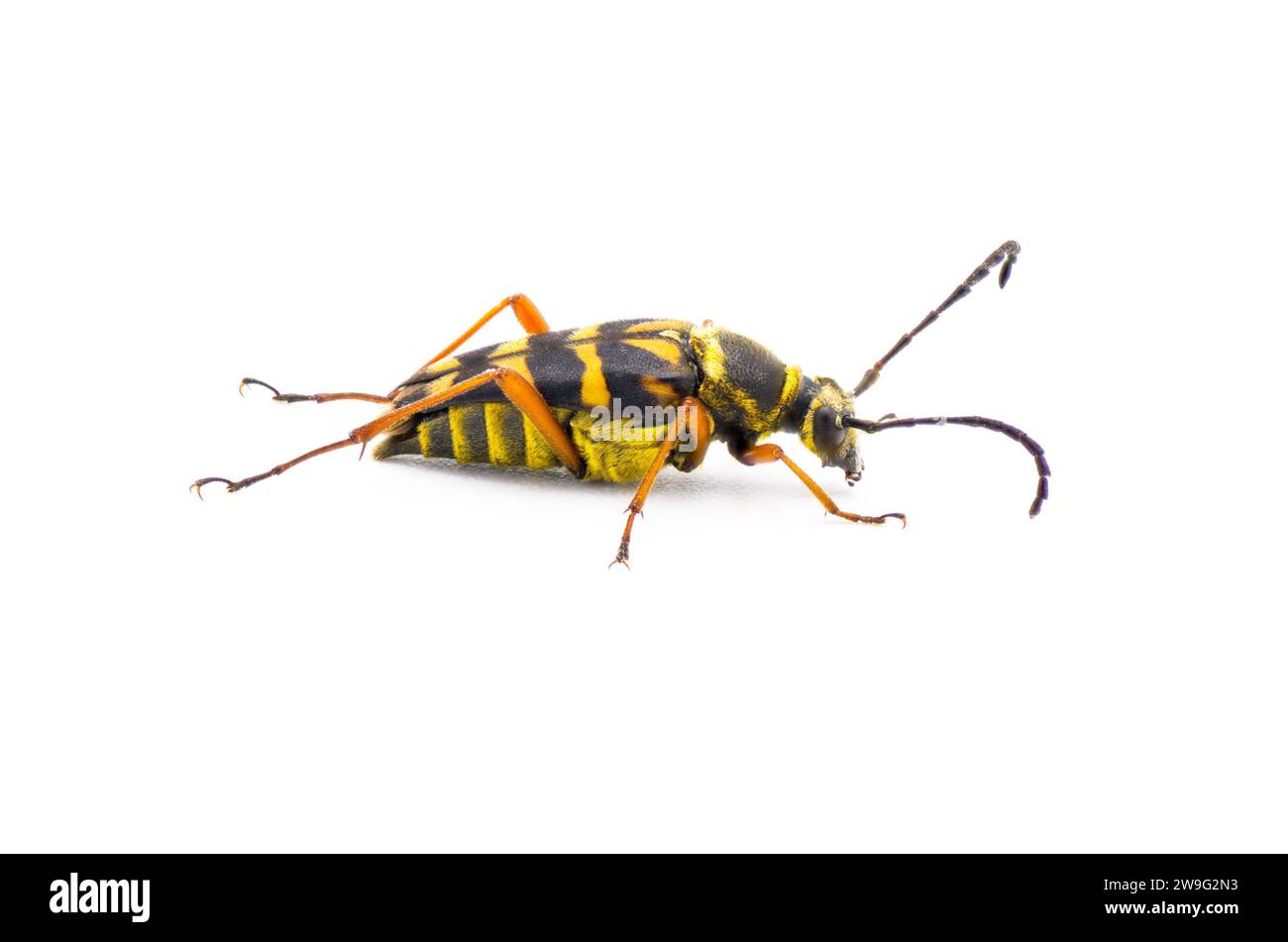 Zebra Longhorn Beetle - Typocerus zebra - black and yellow with red ...