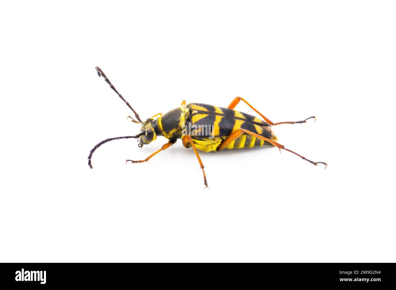 Zebra Longhorn Beetle - Typocerus zebra - black and yellow with red ...