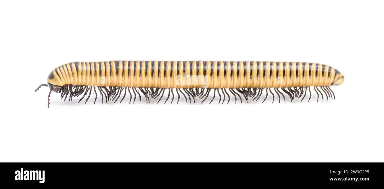 Black diplopoda arthropod hi-res stock photography and images - Alamy