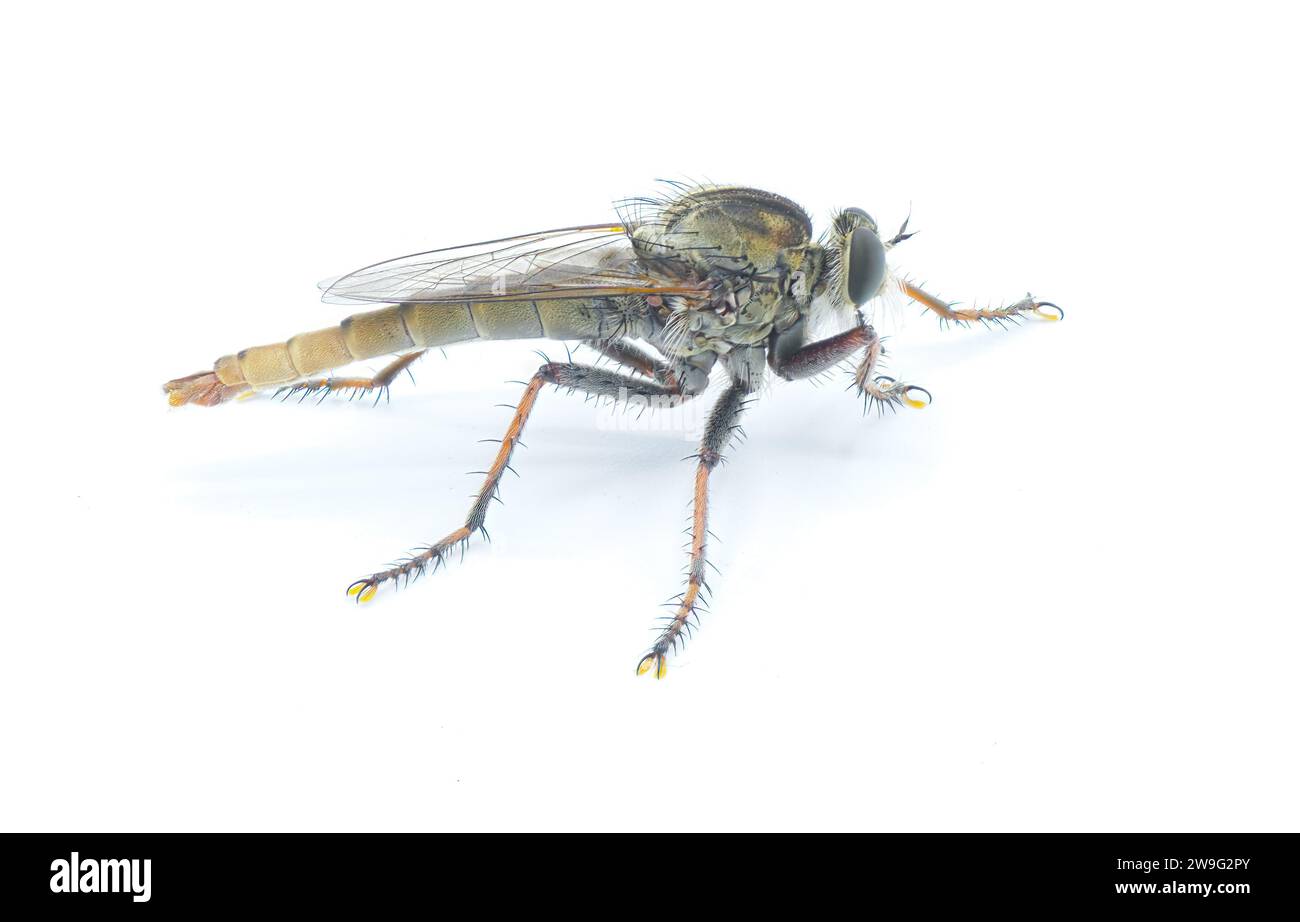 Robber fly Isolated on white background - Proctacanthus brevipennis ...