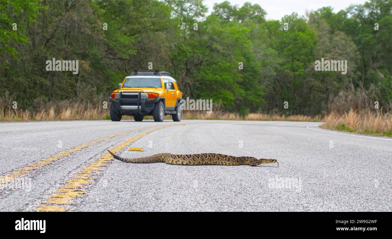 Ground rattlesnake hi-res stock photography and images - Alamy