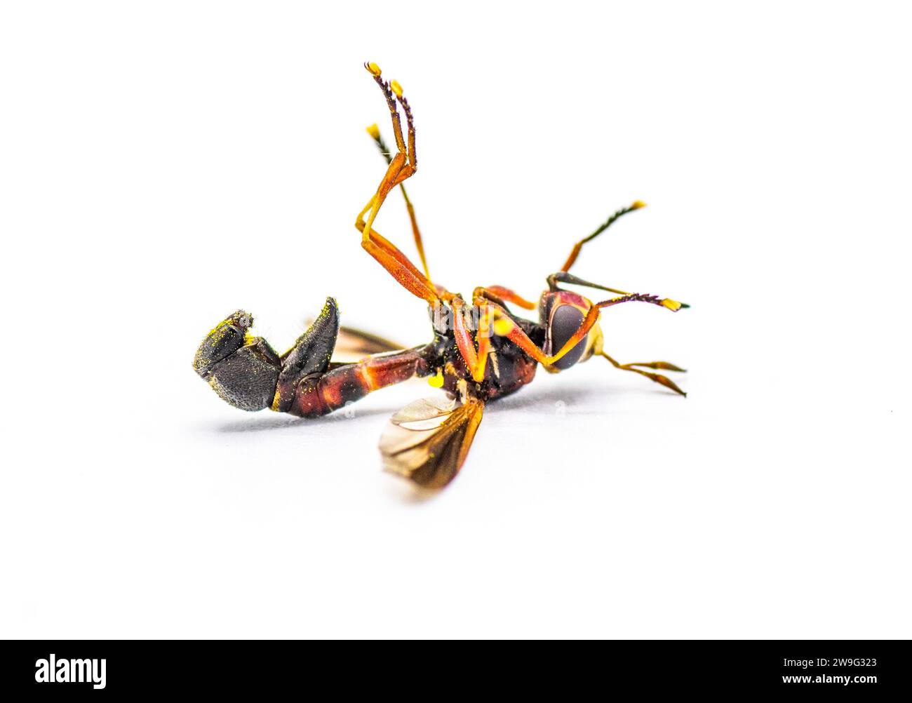 Physoconops floridanus - Florida physoconops - is a species of thick ...