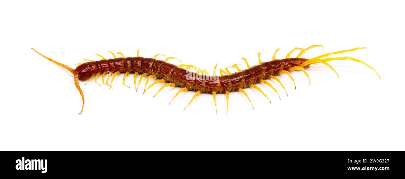 Soil centipede hi-res stock photography and images - Alamy