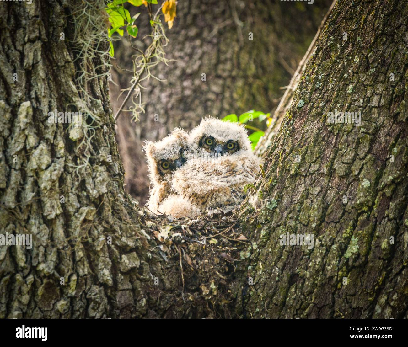 Great horned owl babies - Bubo virginianus - framed perfectly in live ...