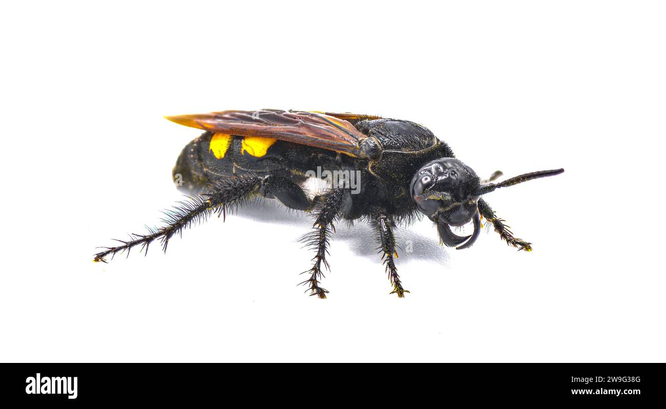 Large Four spotted Scoliid Wasp - Pygodasis quadrimaculata - female ...