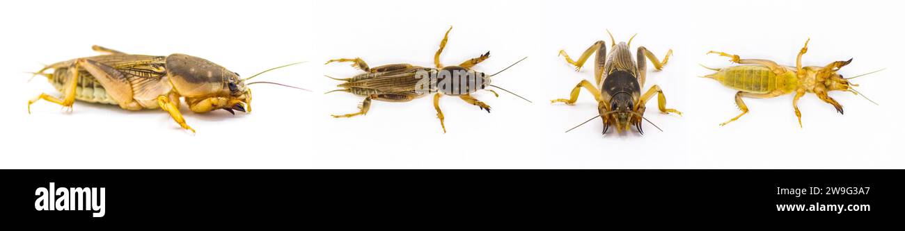 Southern mole cricket - Scapteriscus or Neoscapteriscus borellii - four ...