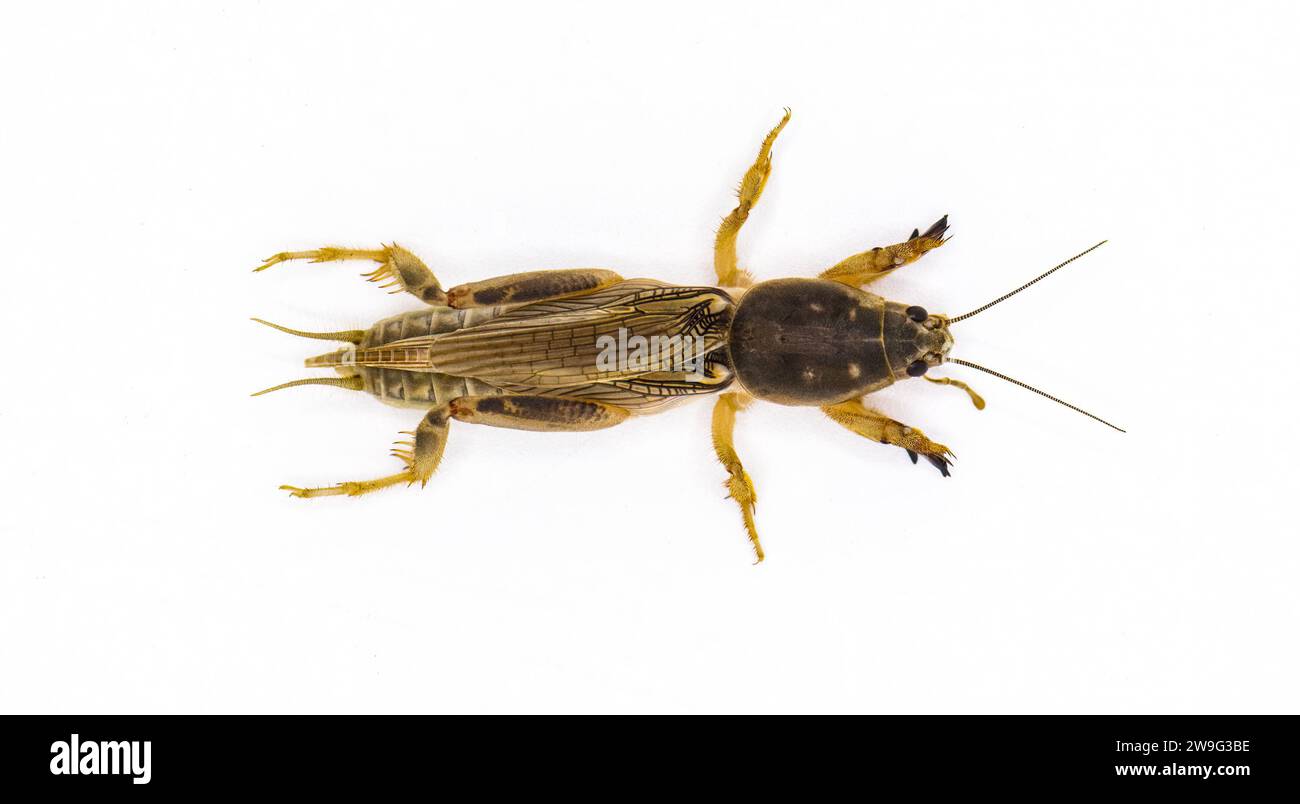 Southern mole cricket - Scapteriscus or Neoscapteriscus borellii - top ...
