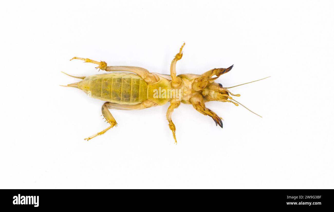 Southern mole cricket - Scapteriscus or Neoscapteriscus borellii ...