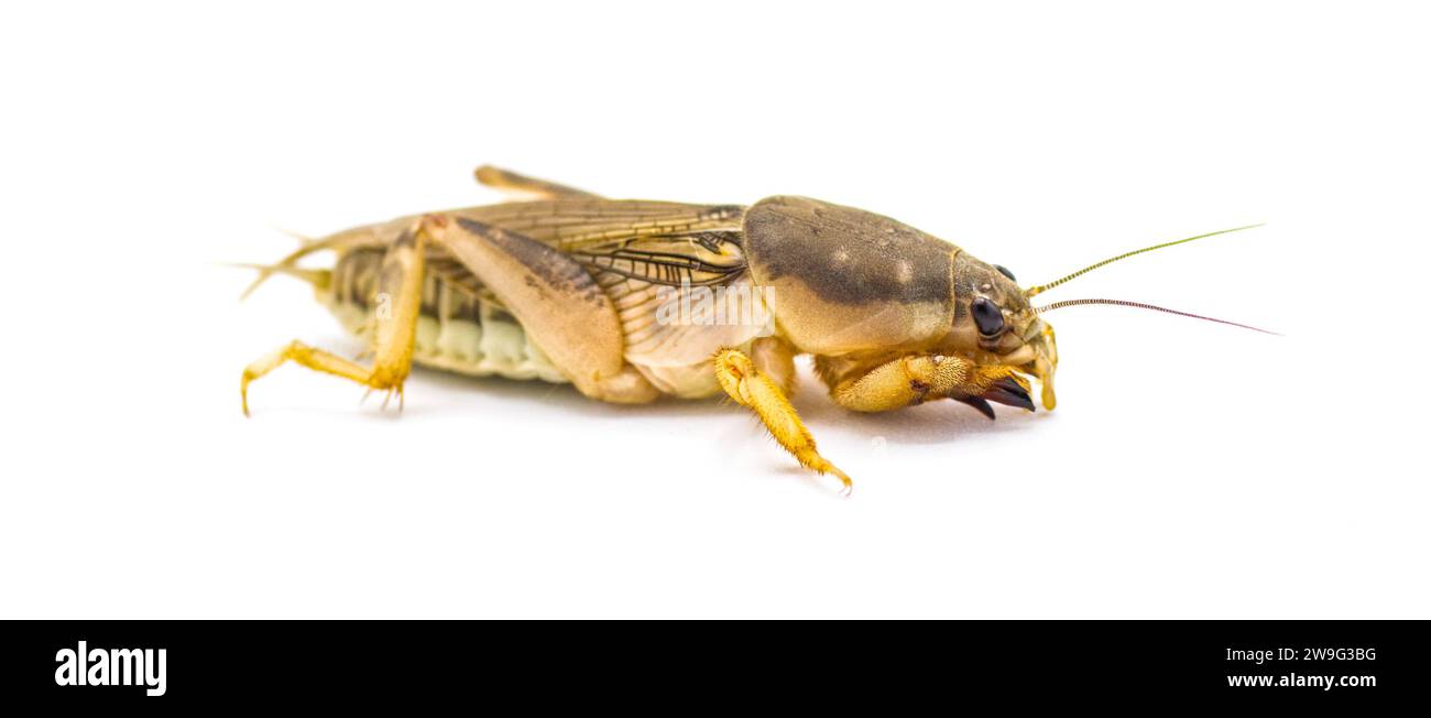 Southern mole cricket - Scapteriscus or Neoscapteriscus borellii - side ...