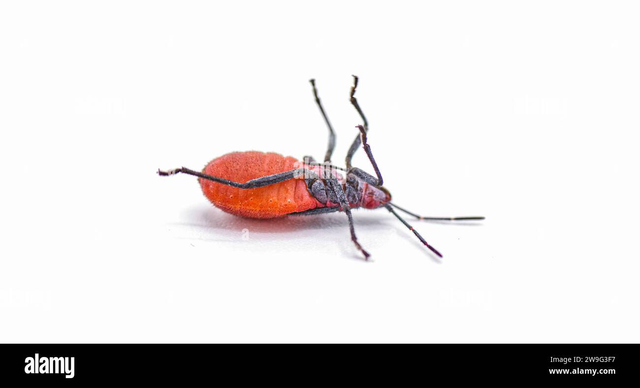 Jadera haematoloma - the red shouldered, goldenrain tree, or soapberry ...