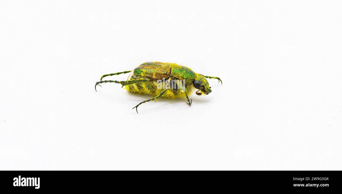 emerald flower scarab or metallic green flower scarab - Trichiotinus ...