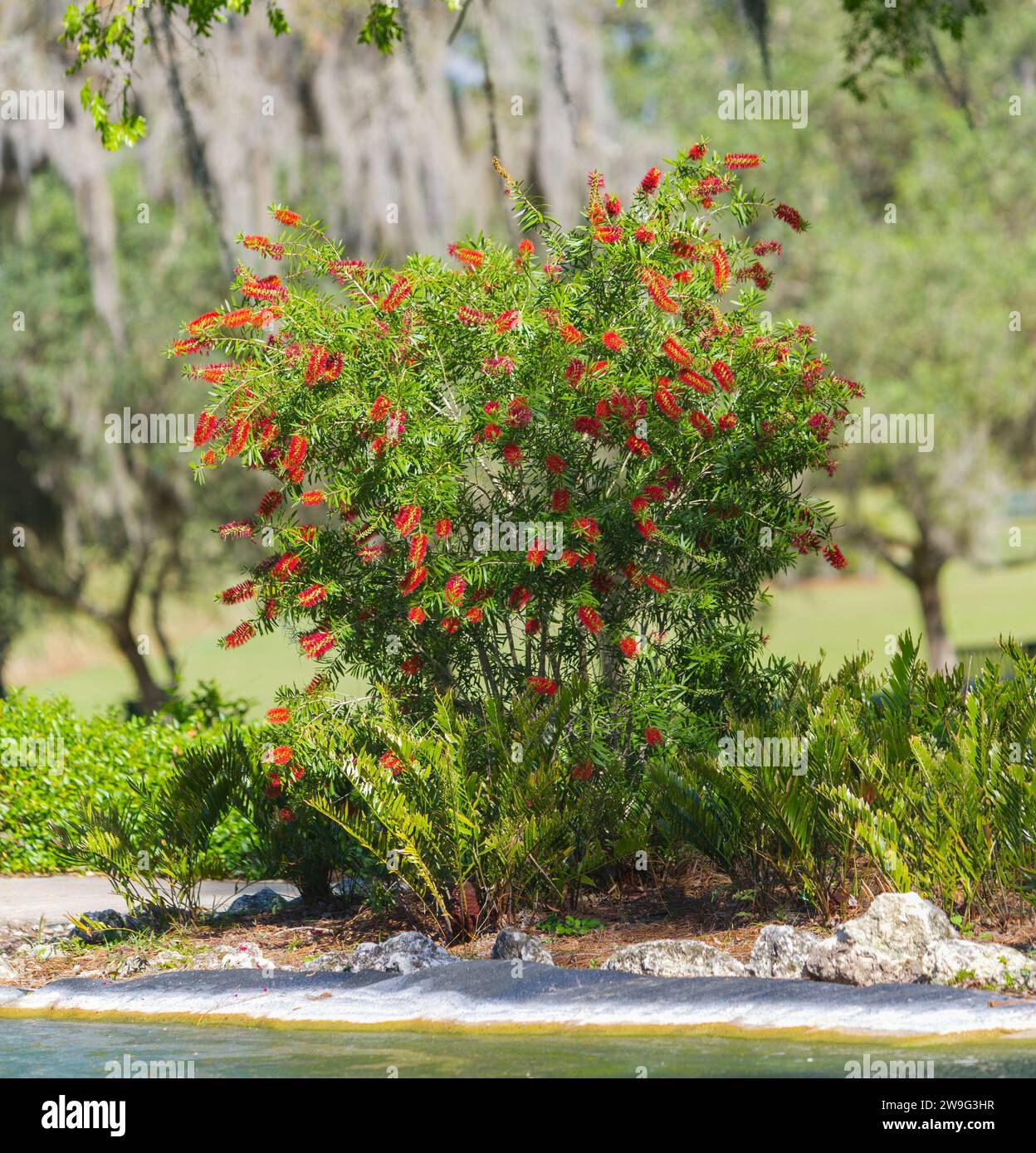 Red bottlebrush - Callistemons citrinus - shrub or bush in full bloom ...