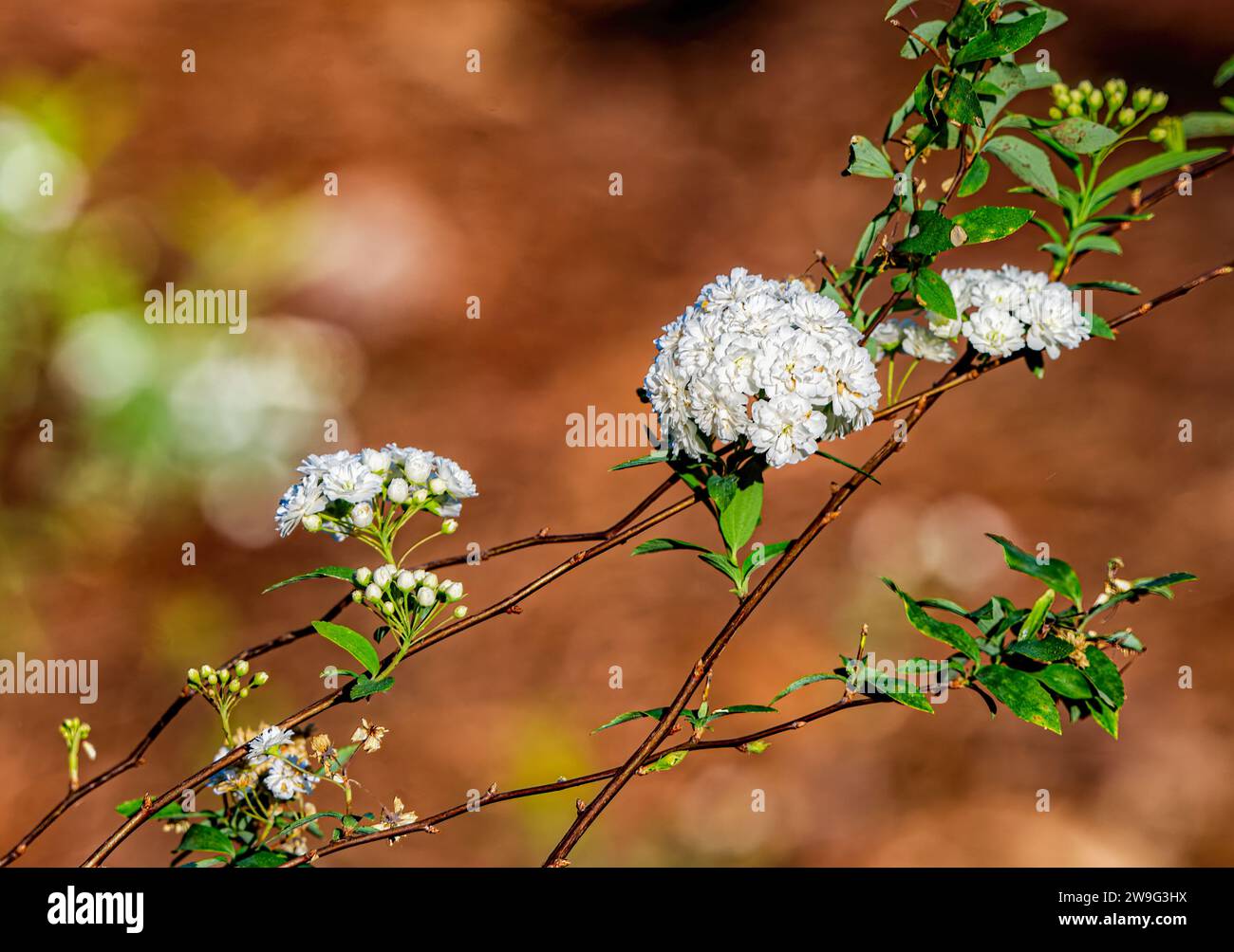Reeves spirea hi-res stock photography and images - Alamy