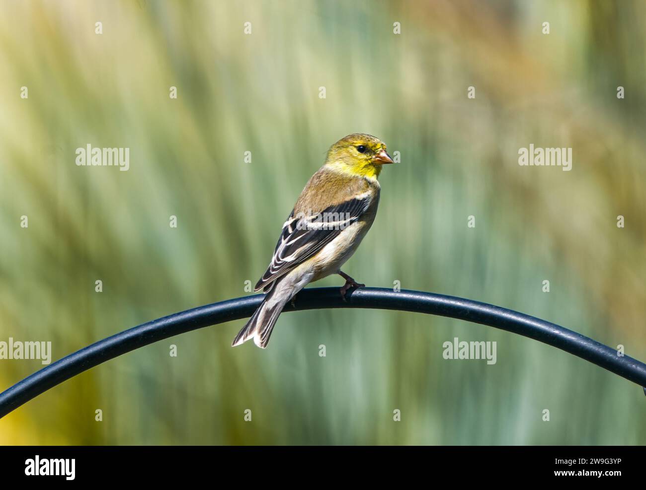 female American Goldfinch - Spinus tristis - perched on metal bird ...
