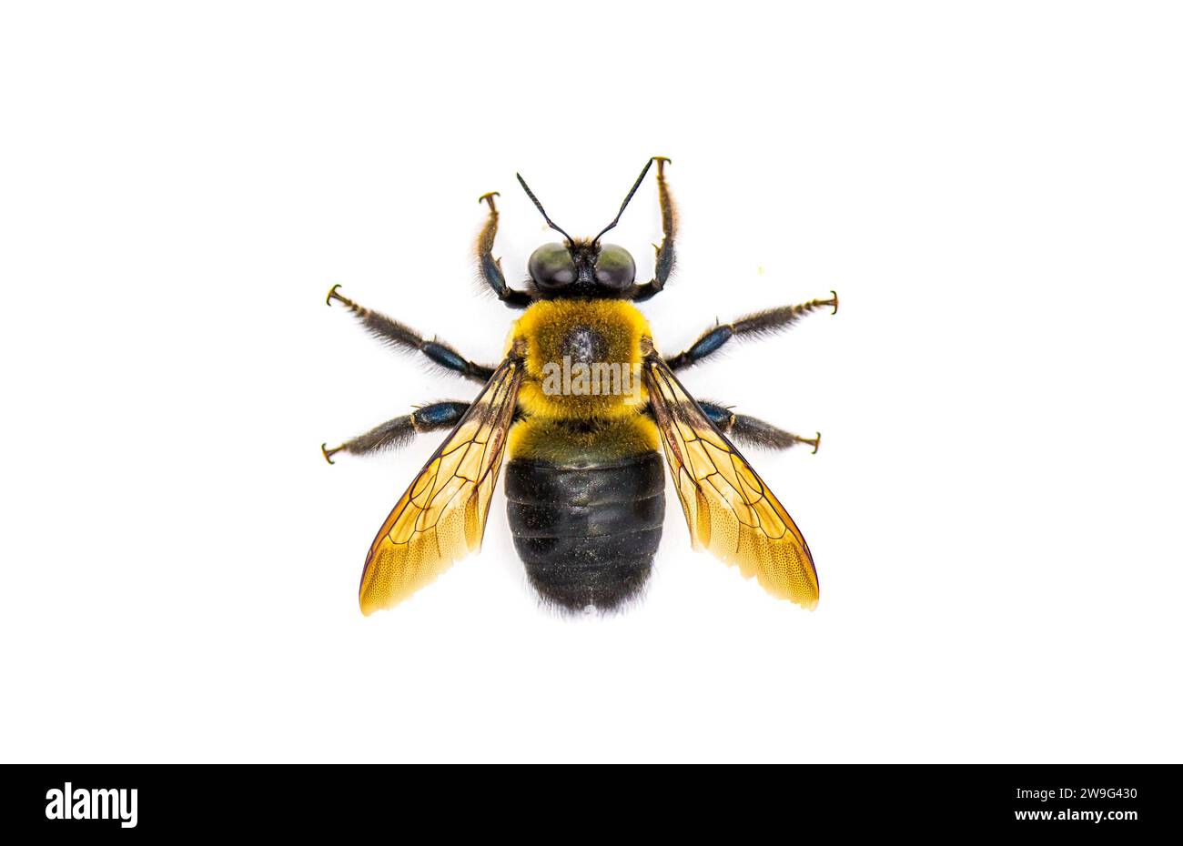 Male Eastern carpenter bee - Xylocopa virginica - dorsal view from ...