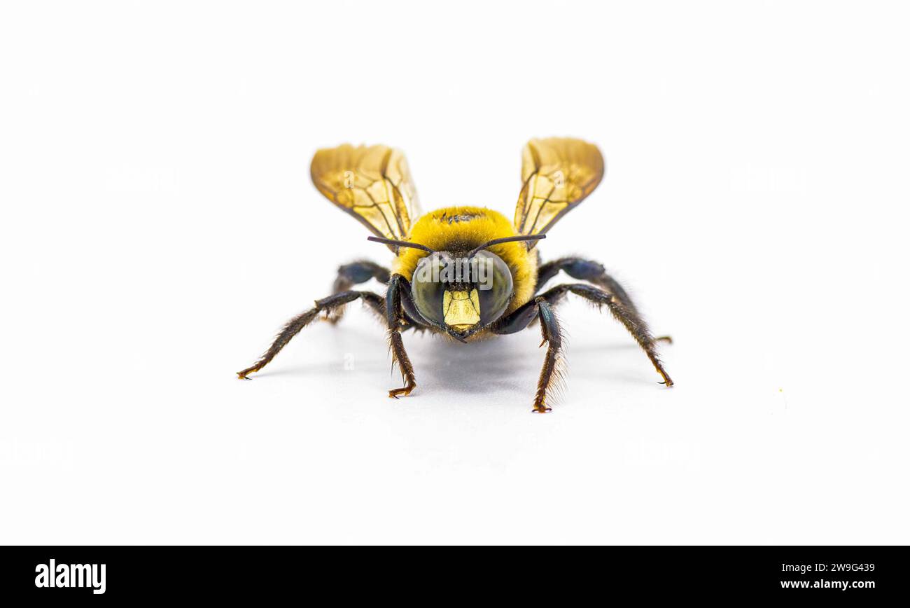 Male Eastern carpenter bee - Xylocopa virginica - face view from the ...