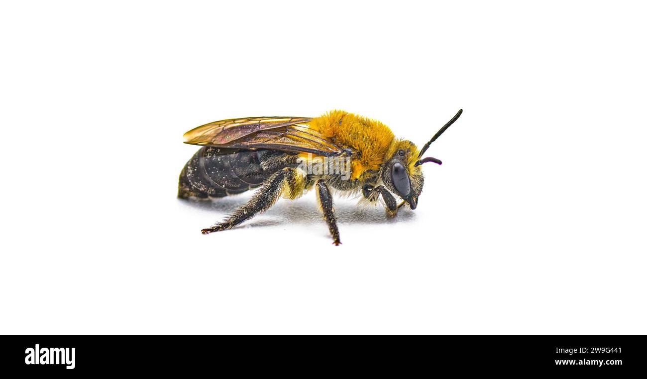 Rufous backed Cellophane Bee - Colletes thoracicus - side view isolated ...
