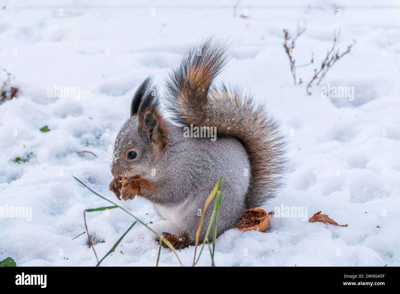 The squirrel in winter sits on white snow. Eurasian red squirrel ...