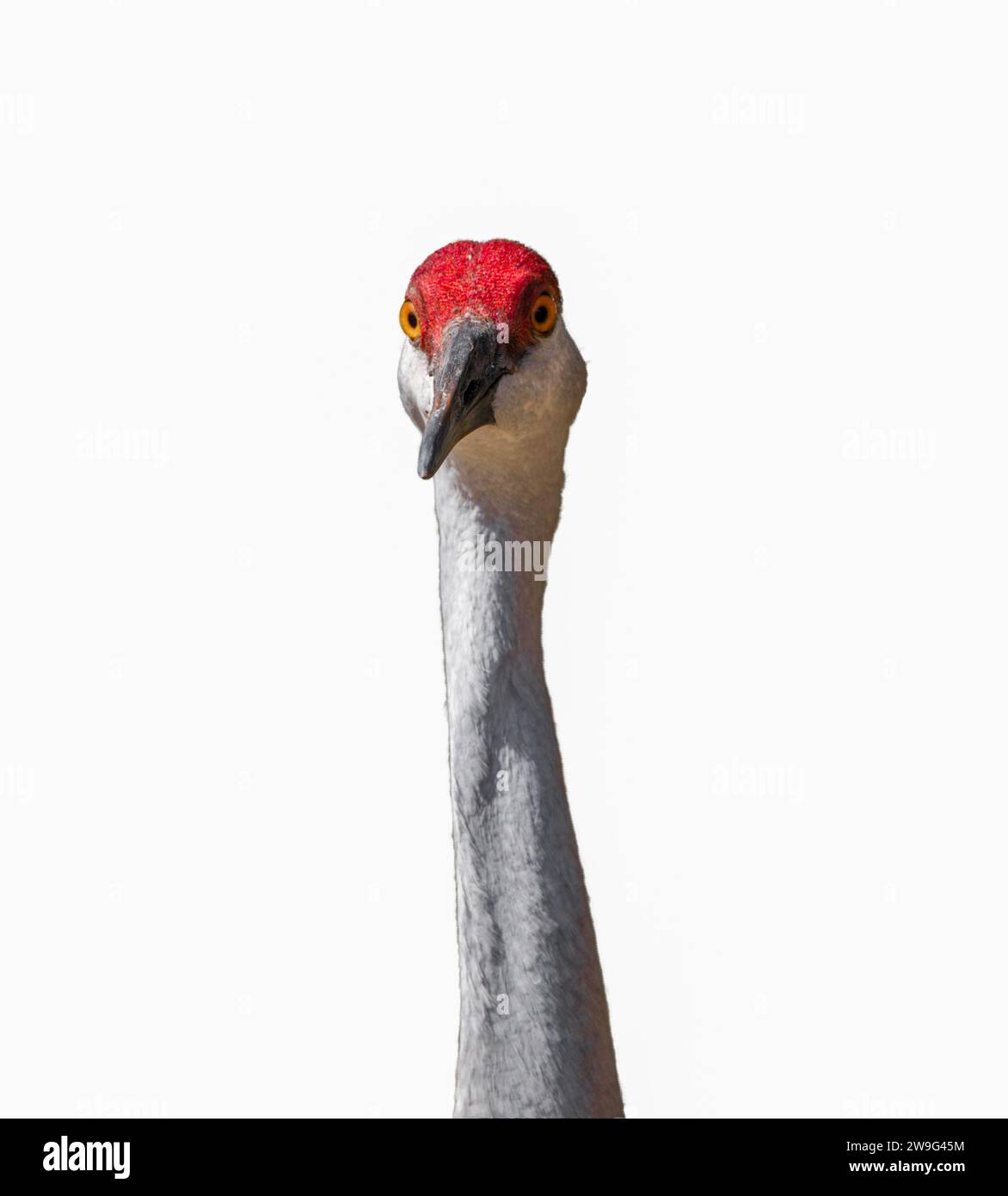 Sandhill Crane - Grus canadensis pratensis - front head Profile looking ...