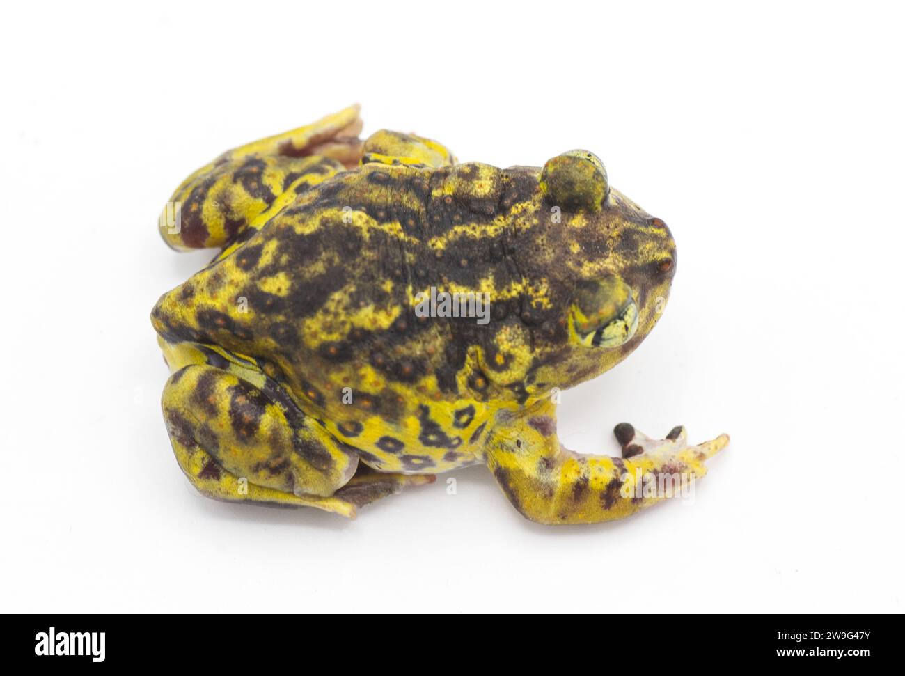 eastern spadefoot toad or frog - Scaphiopus holbrookii - top dorsal ...