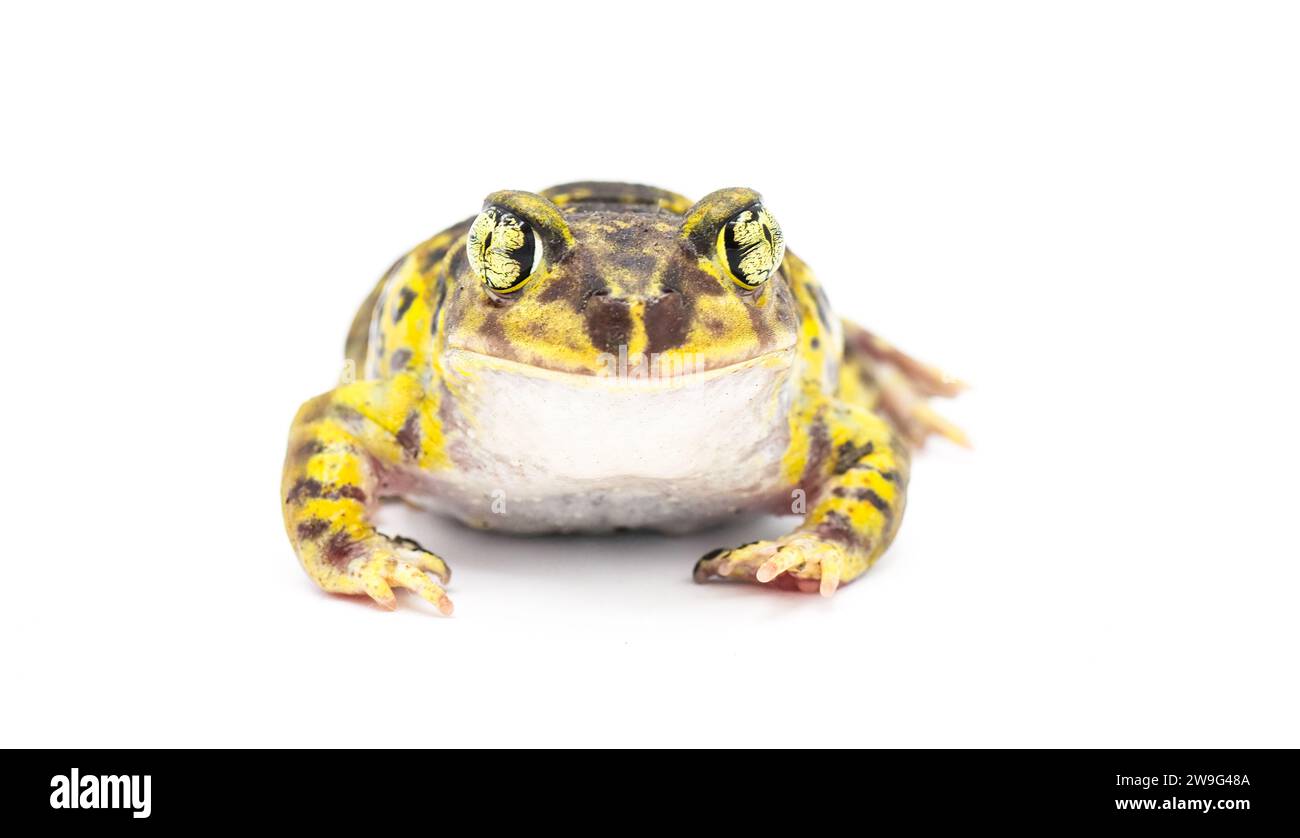 eastern spadefoot toad or frog - Scaphiopus holbrookii - Isolated on ...