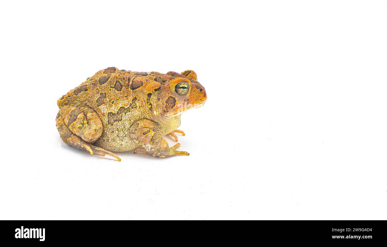 toad isolated on white background with copy space. Southern toad ...