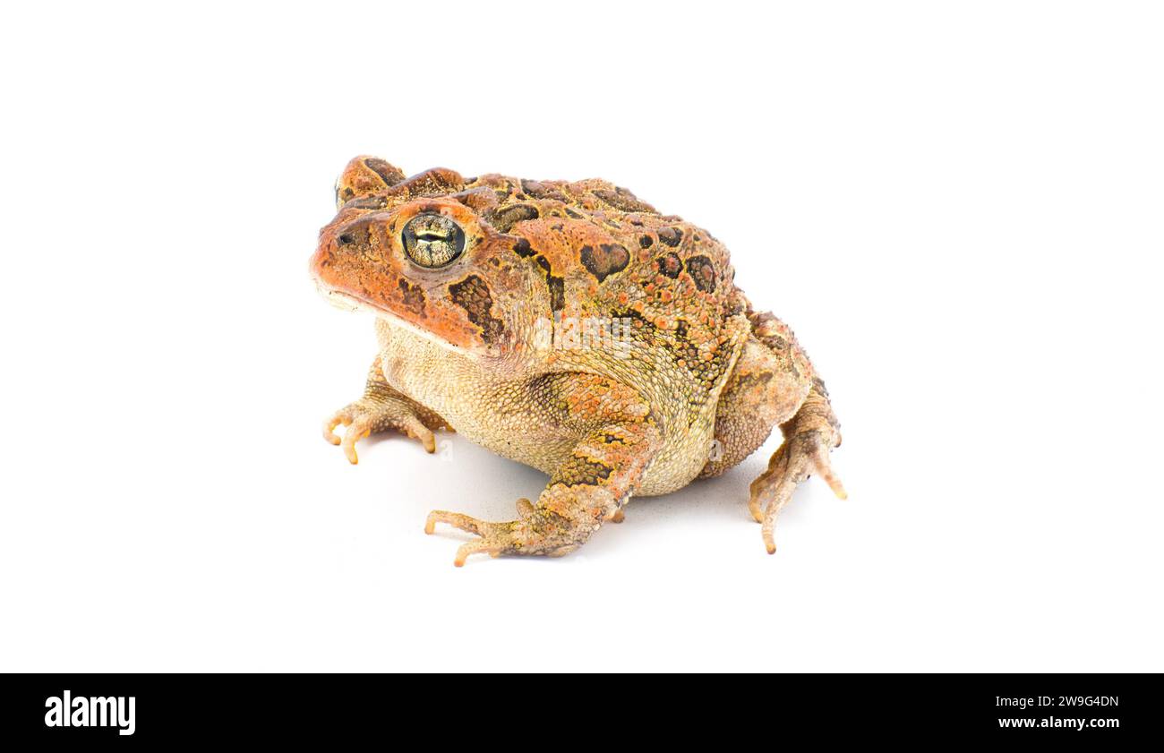 toad isolated on white background. Southern toad - Anaxyrus terrestris ...