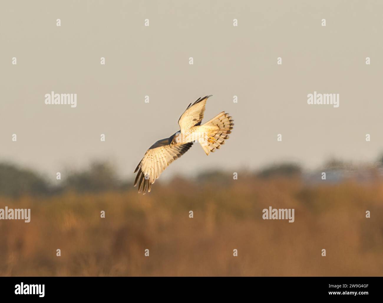 Marsh ghost hi-res stock photography and images - Alamy