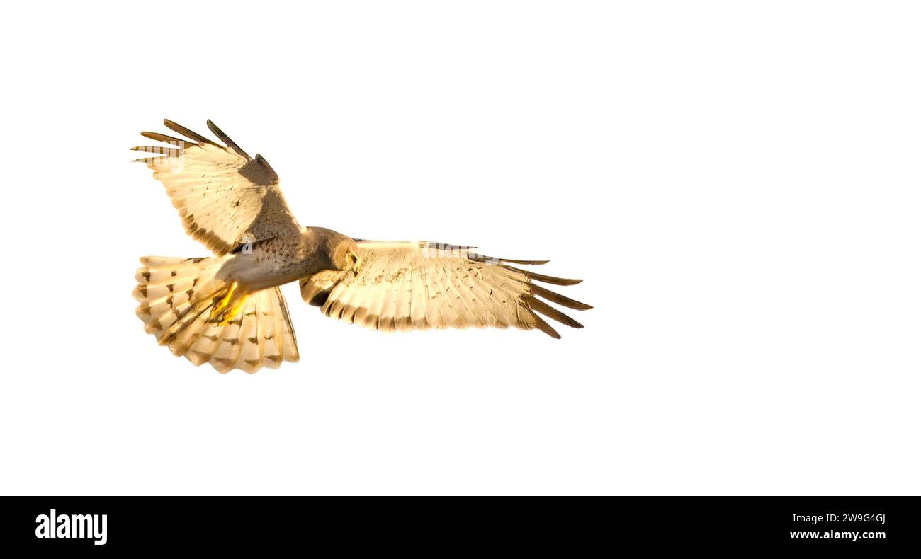 Hen harrier male Cut Out Stock Images & Pictures - Alamy