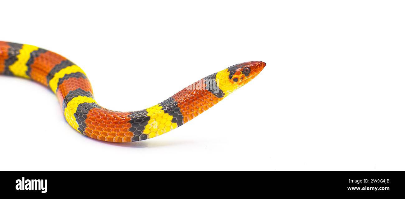 Wild scarlet kingsnake or scarlet milk snake - Lampropeltis elapsoides ...